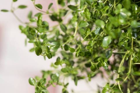 Timo, l'erba che dona forza e coraggio | cucinare.it