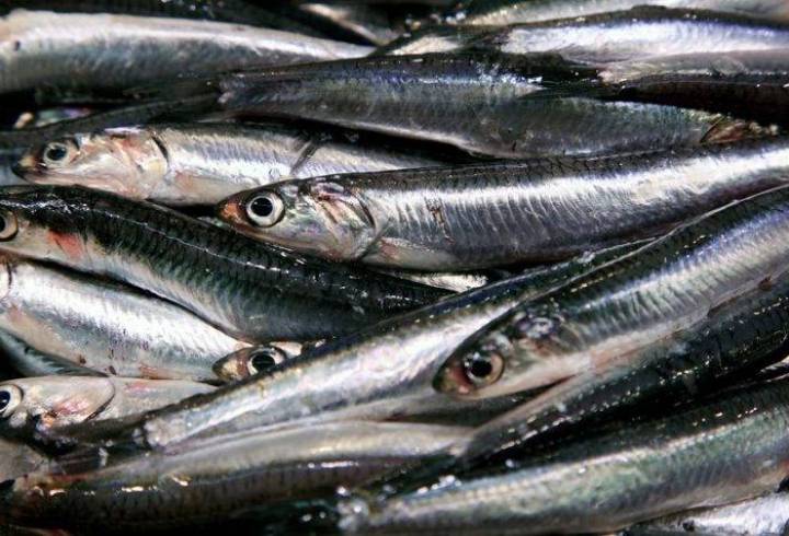 Tortino Di Alici E Patate | cucinare.it