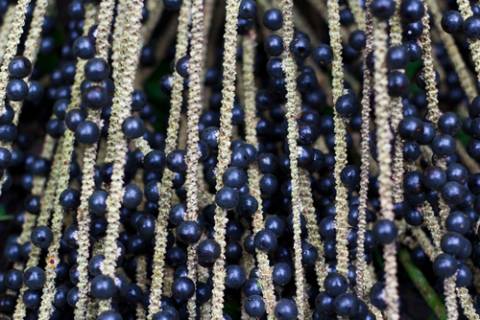 Acai, la bacca brasiliana degli sportivi | cucinare.it