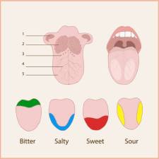 Anatomia del gusto | cucinare.it